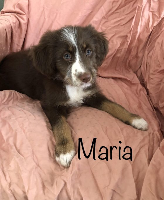 Maria | Saving Death Row Dogs